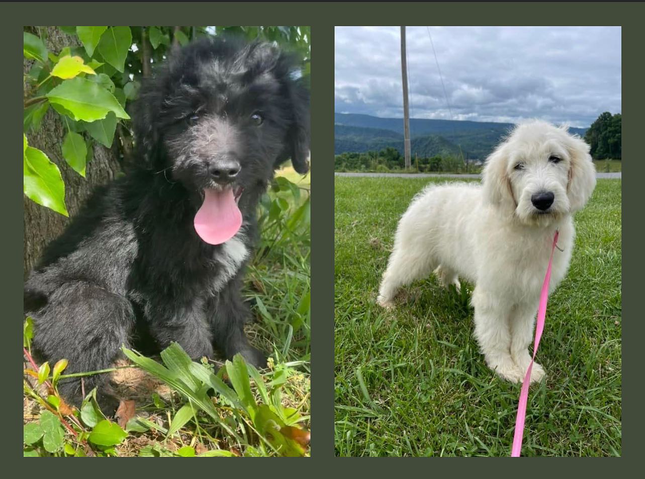 Our Story – Bundren Farms